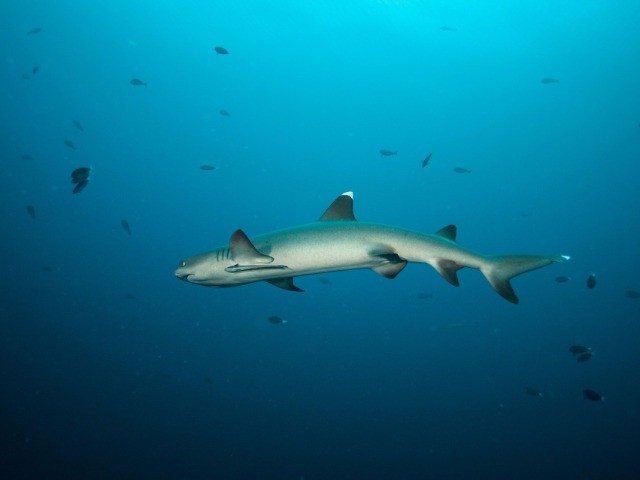 Umeed Mistry, Underwater Photographer and Filmmaker | Nature inFocus