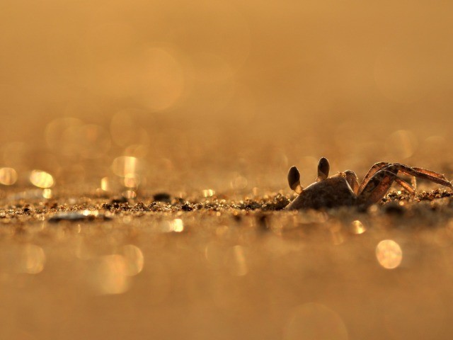 Radha Rangarajan, Freelance Writer | Nature inFocus