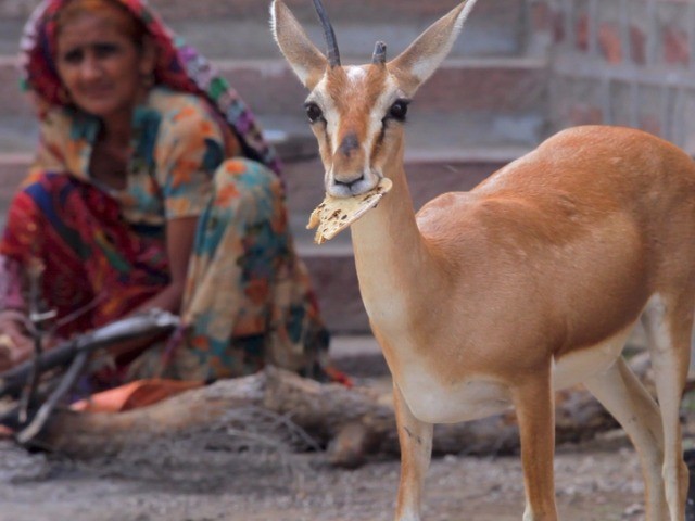 IWC, The Indian Wildlife Channel | Nature inFocus