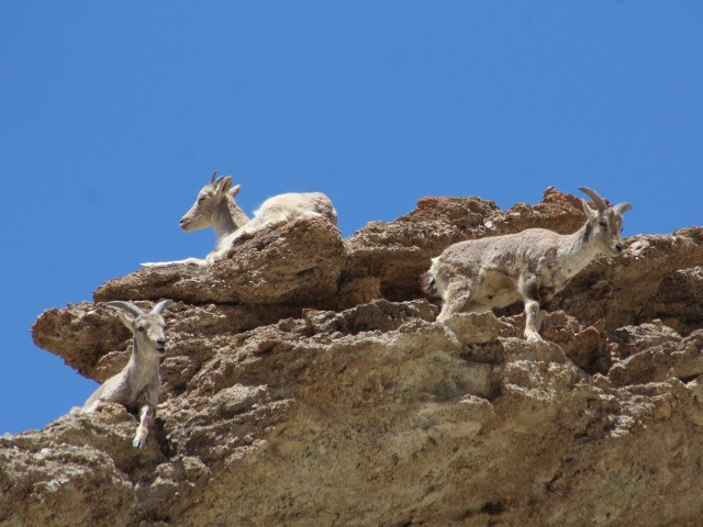 Are Blue Sheep (Bharal) Really Blue? | Nature inFocus