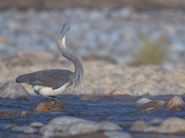 White Bellied Heron