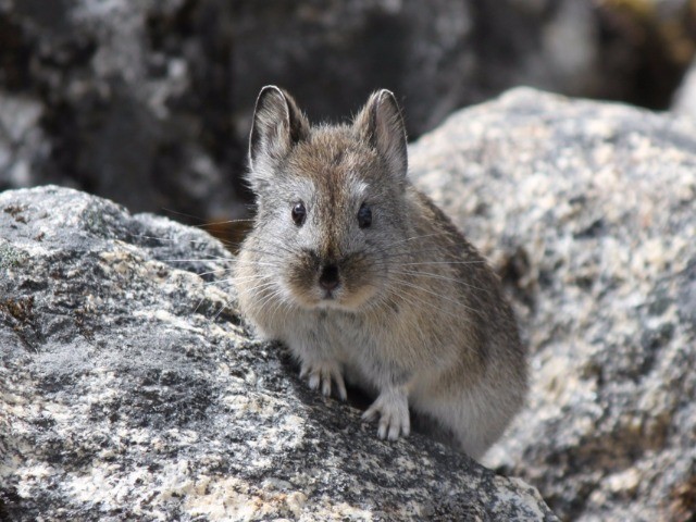 PIKA-boo! | Nature inFocus