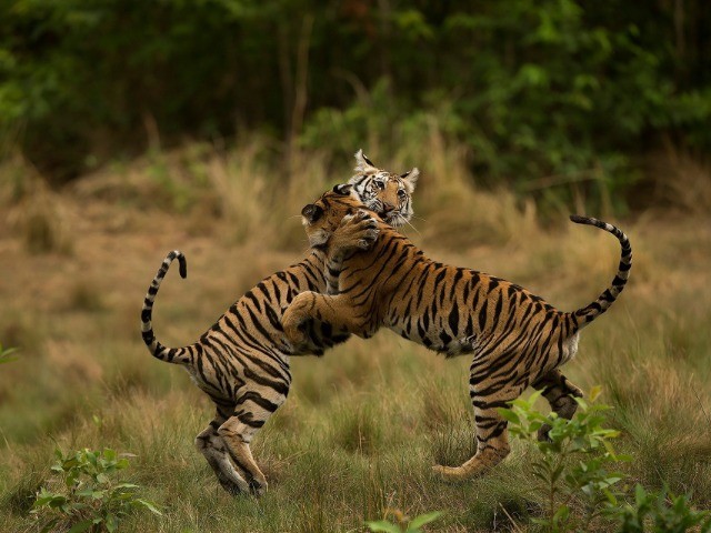 Shivang Mehta, Wildlife Photographer | Nature inFocus