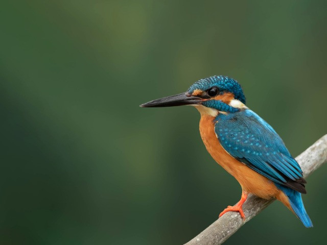 Photographing India's Popular Avians | Nature inFocus