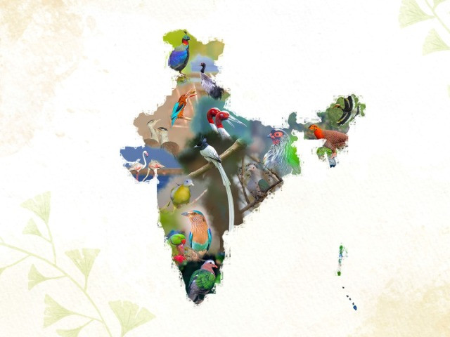 Meet The State Birds Of India | Nature inFocus