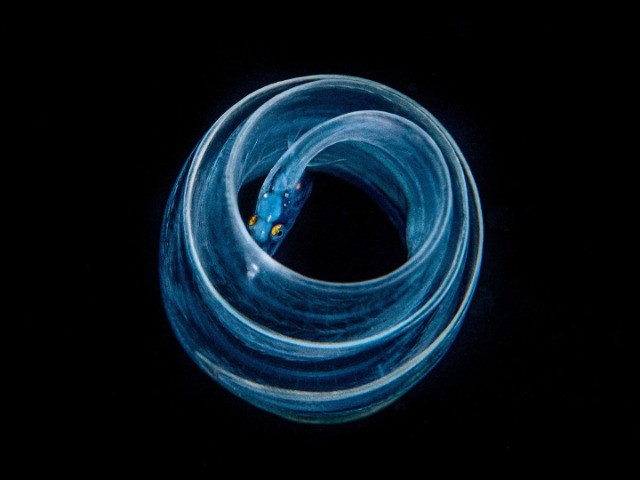 The Alien Wonders Of Blackwater Diving | Nature inFocus