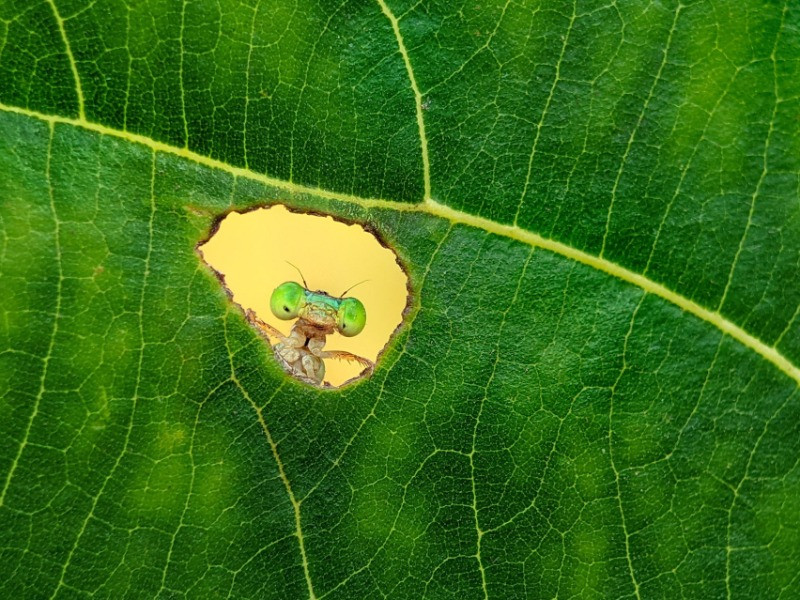 Through the Looking Leaf | Nature inFocus