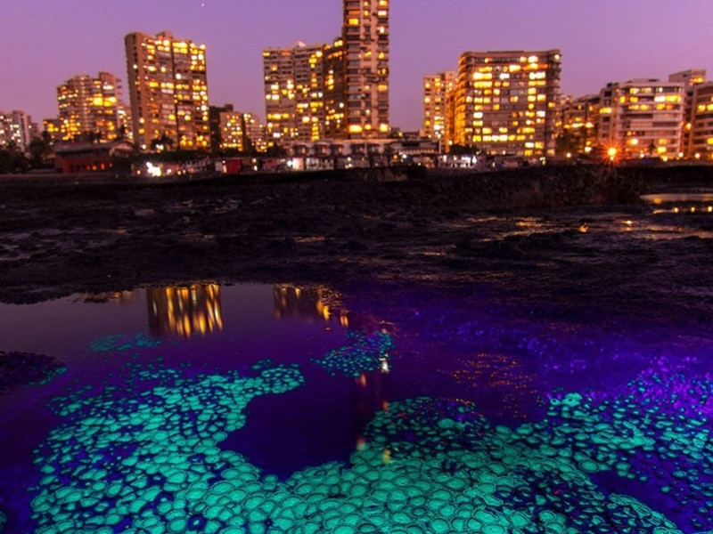 A Tale Of Two Cities | Nature inFocus
