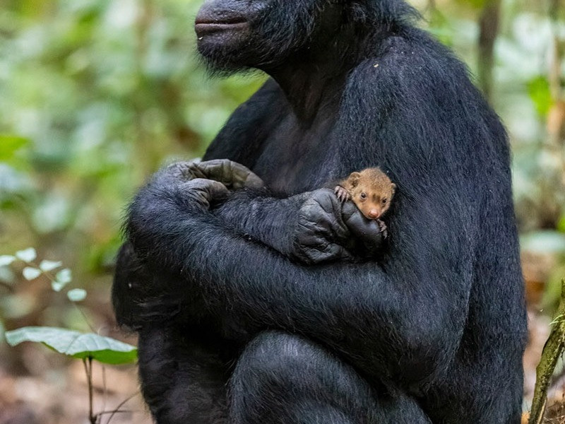 The Bonobo and His Pet | Nature inFocus