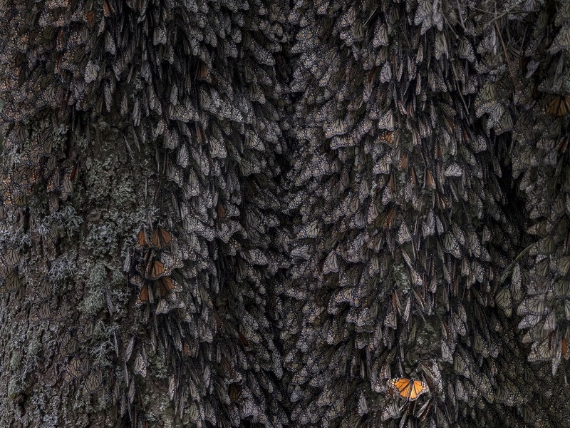 The Resting Monarch | Nature inFocus