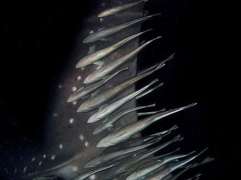 Uber Underwater | Nature inFocus