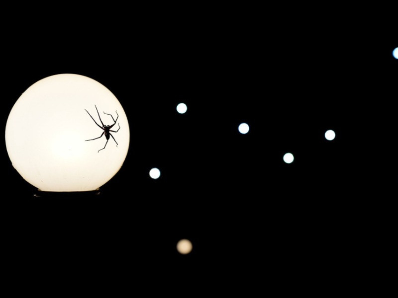 Spider on the Moon | Nature inFocus