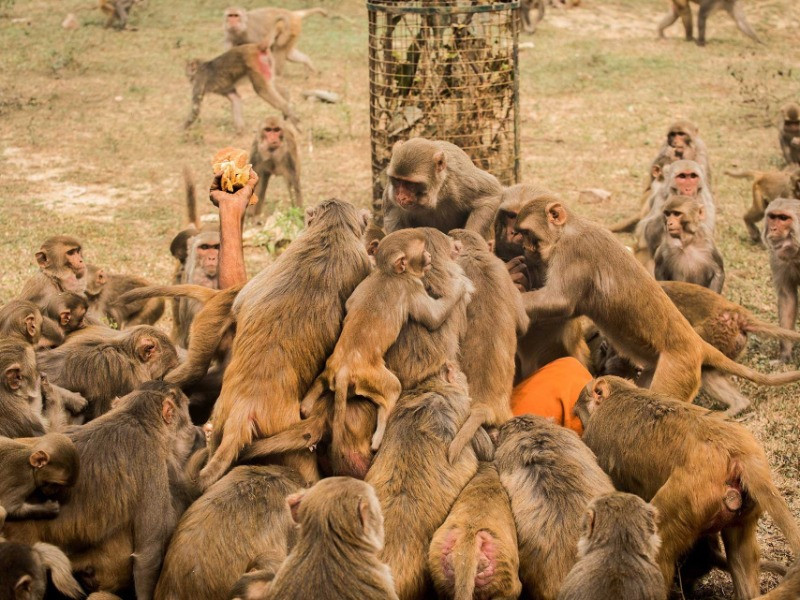 The Monk and the Monkeys | Nature inFocus