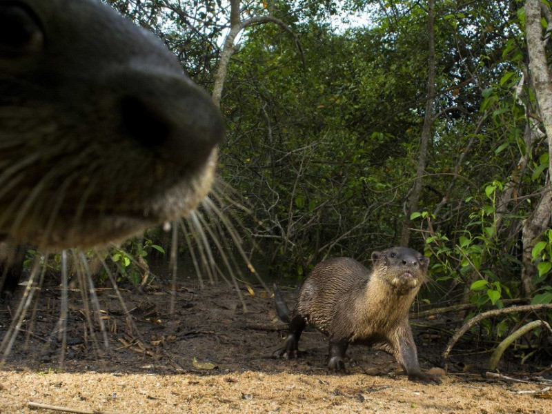 The Sniff-test | Nature inFocus