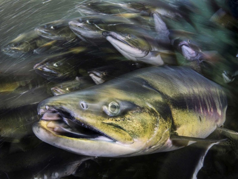 Rush Hour | Nature inFocus