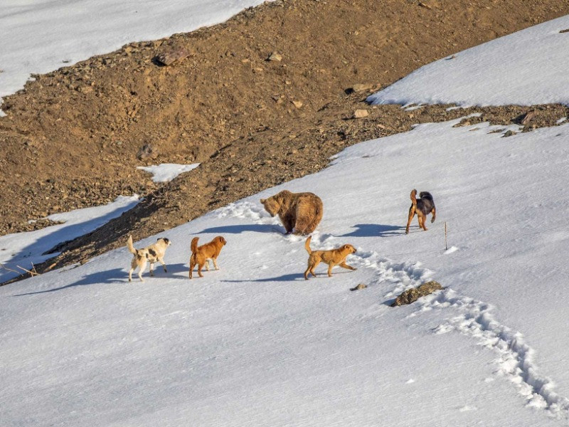 Going Astray | Nature inFocus