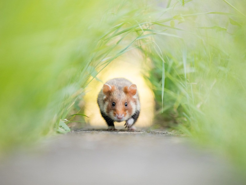 Hamster Wheel Of Life | Nature inFocus