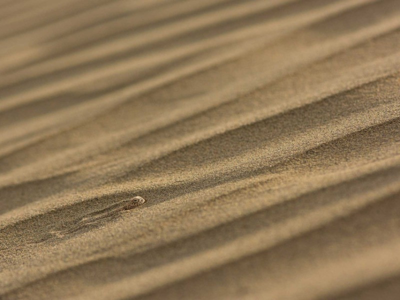 Undercover in Thar | Nature inFocus