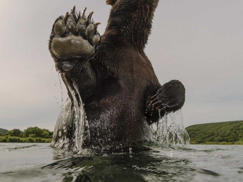 Bear Your Claws | Nature inFocus
