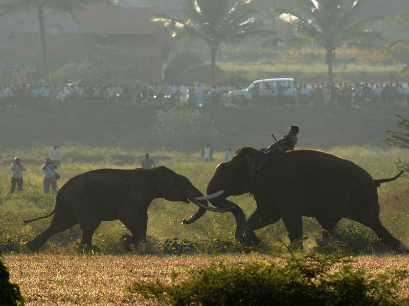 The Anatomy of a Conflict | Nature inFocus