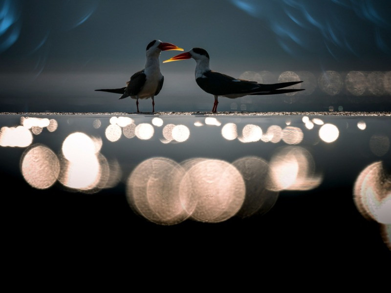Skimmer Love | Nature inFocus