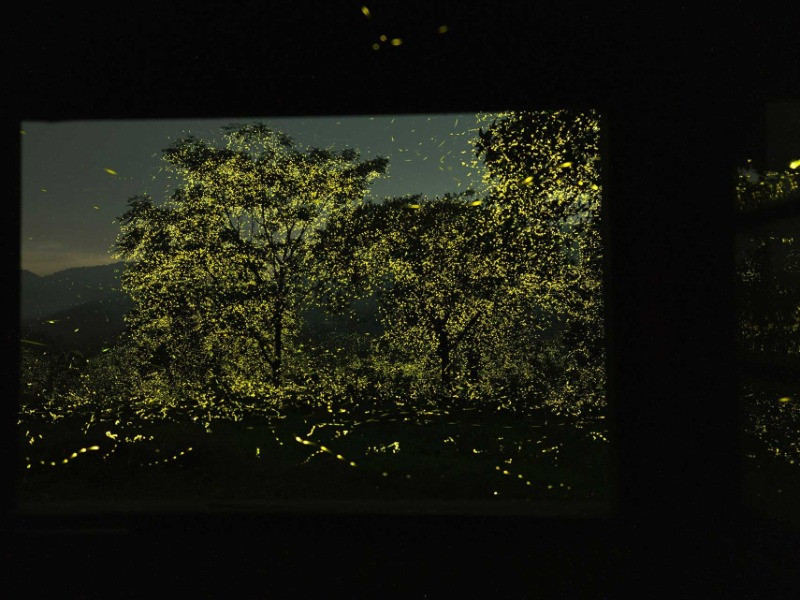 The Secret Window | Nature inFocus