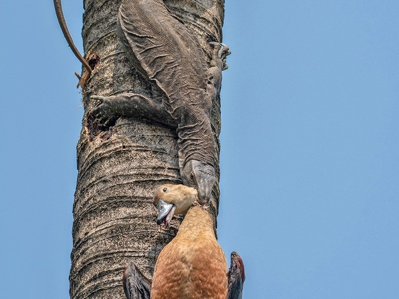 Out For A Duck | Nature inFocus