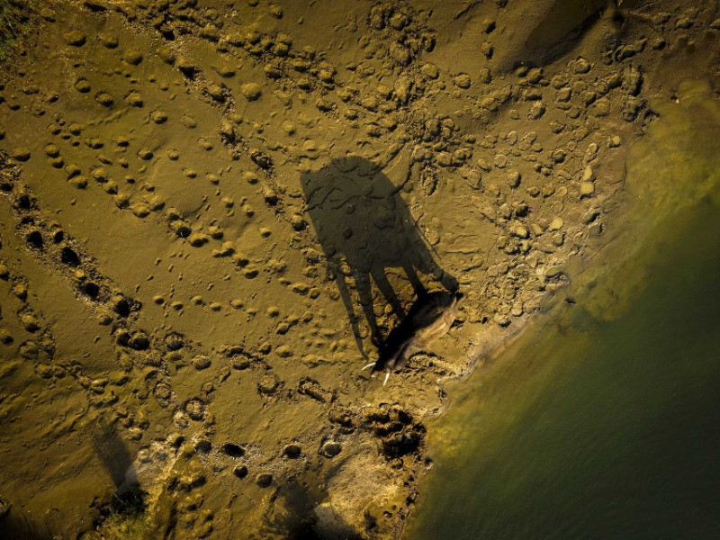 Where the Giants Roam | Nature inFocus