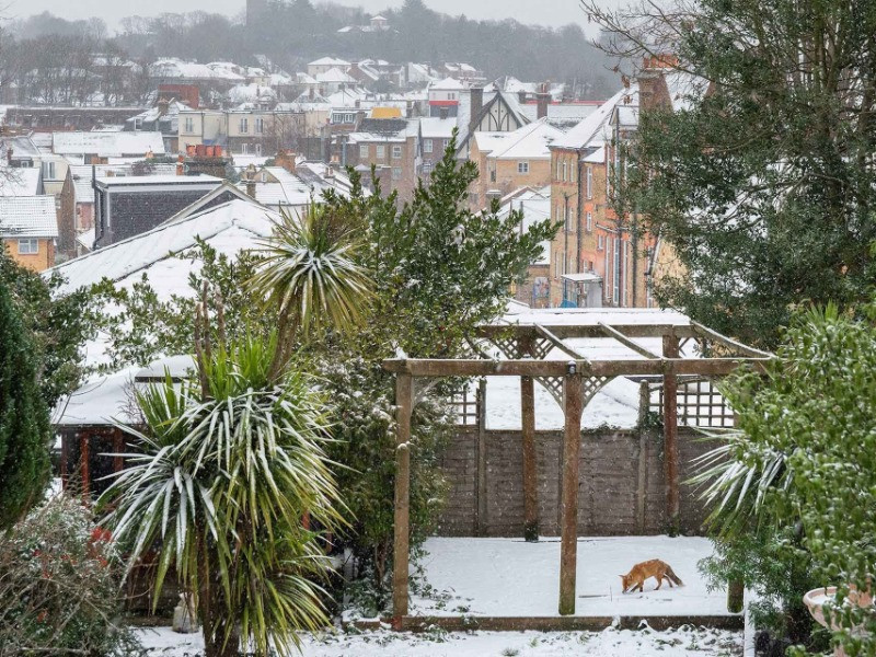 Fox In The City | Nature inFocus