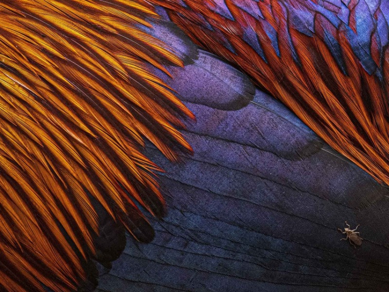 Burnt Violet | Nature inFocus