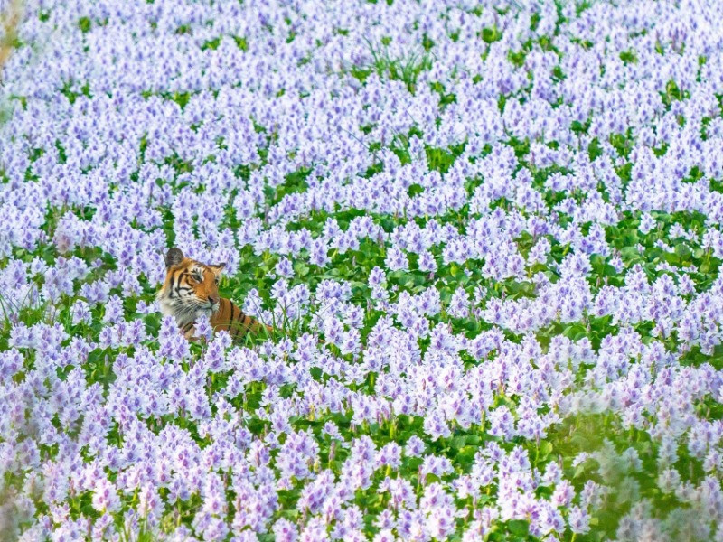 Winners | Photography Awards 2022 | Nature inFocus