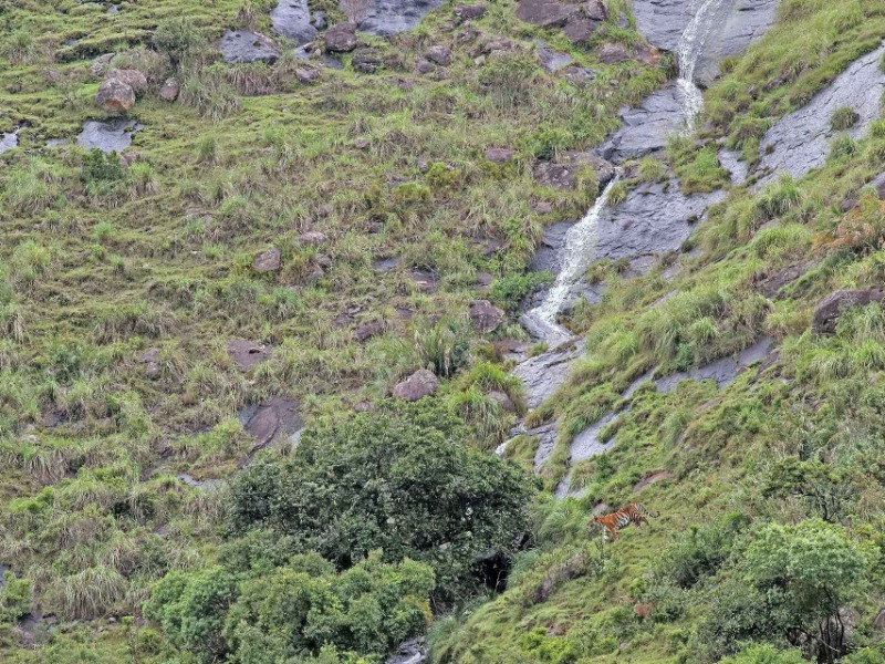 The Cat Of The Sholas | Nature inFocus