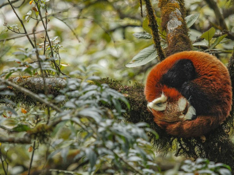 Fireball | Nature inFocus