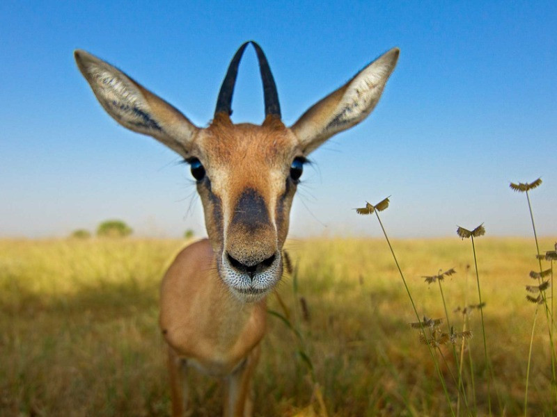 Say Chinkara! | Nature inFocus