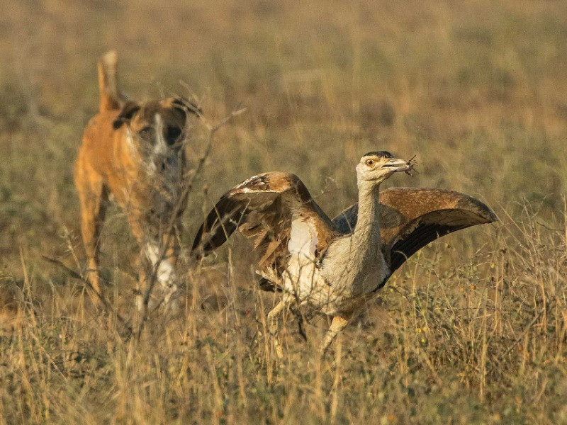 Circle of Life | Nature inFocus