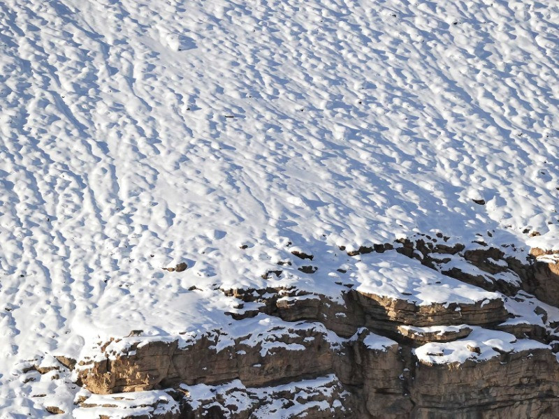 The Grey Ghost | Nature inFocus