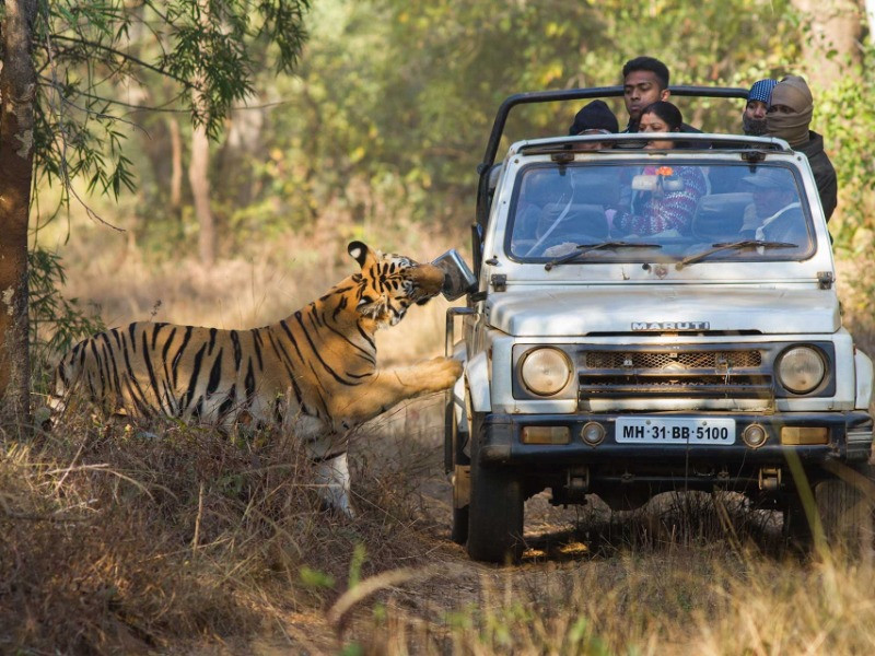 The Curious Cat | Nature inFocus