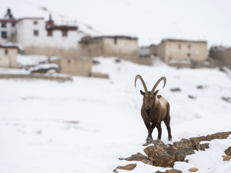 A Safe Haven | Nature inFocus