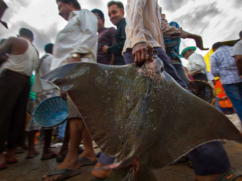 Winners | Photography Awards 2016 | Nature inFocus