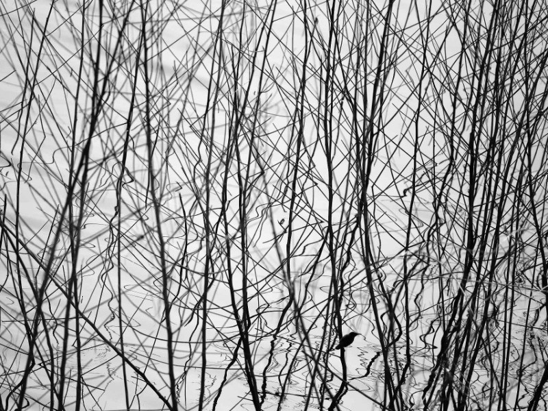 Learn to be Still | Nature inFocus