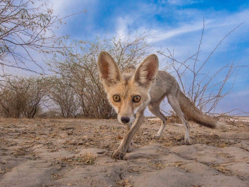Rare Species Desert Fox