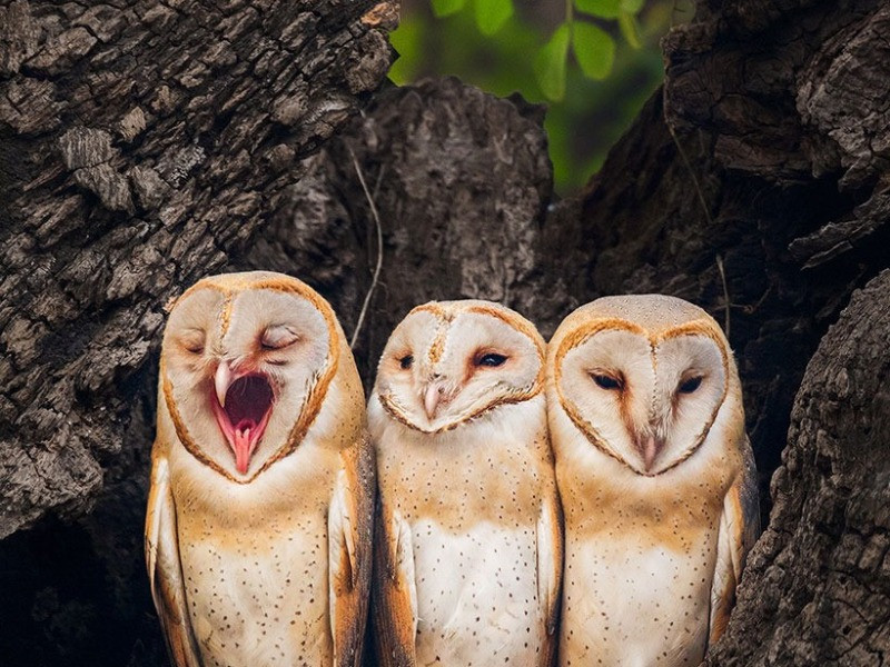 The Three Stooges | Nature inFocus