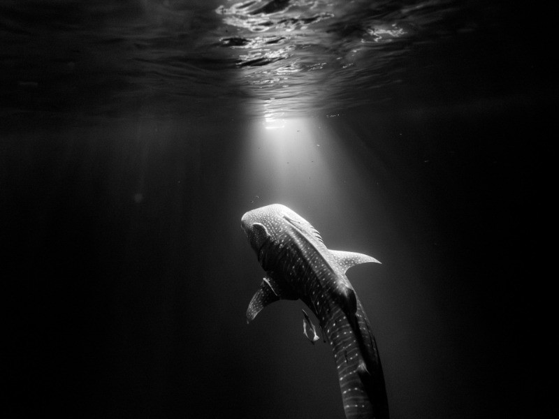 Stars Beneath the Waves | Nature inFocus