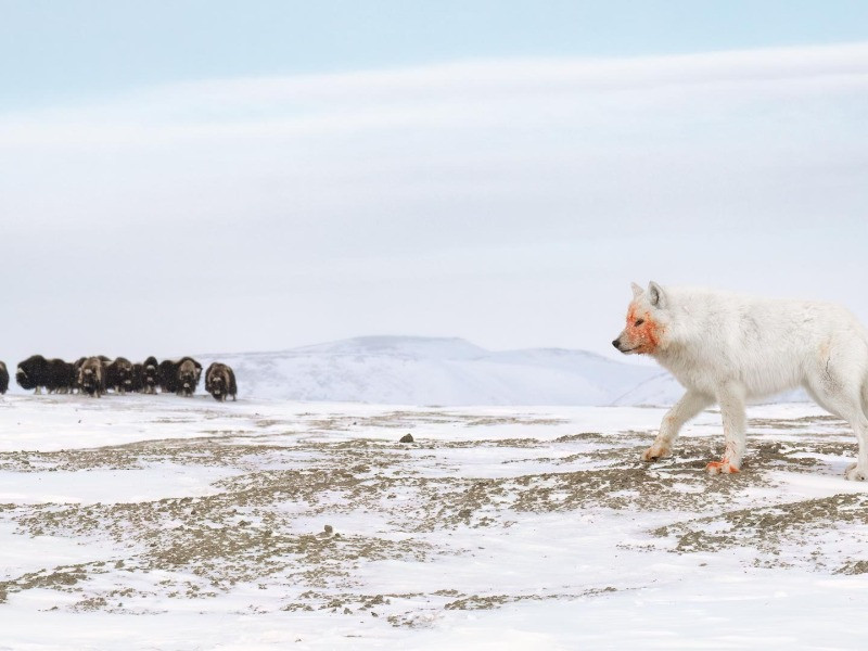 Ancient Rivals | Nature inFocus
