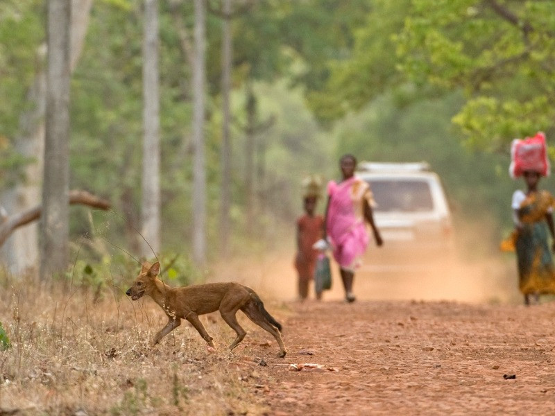 Foundation | Nature InFocus