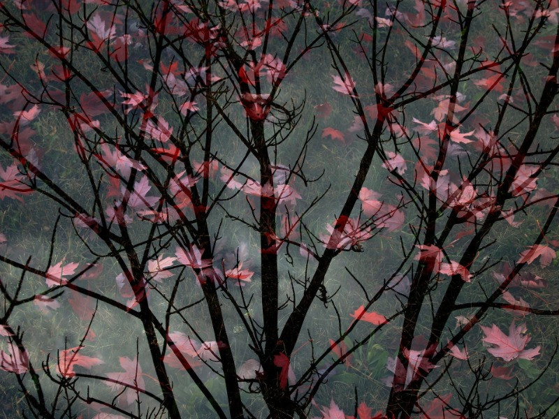 Falling Colours | Nature inFocus