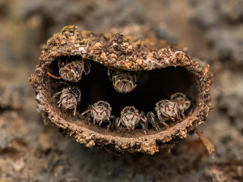 Guardians of the Hive | Nature inFocus