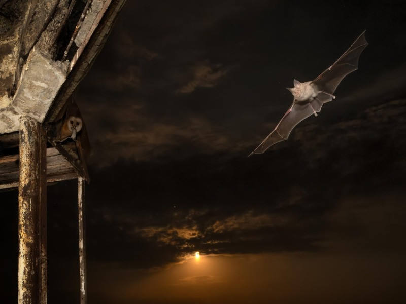 In the Ruins | Nature inFocus
