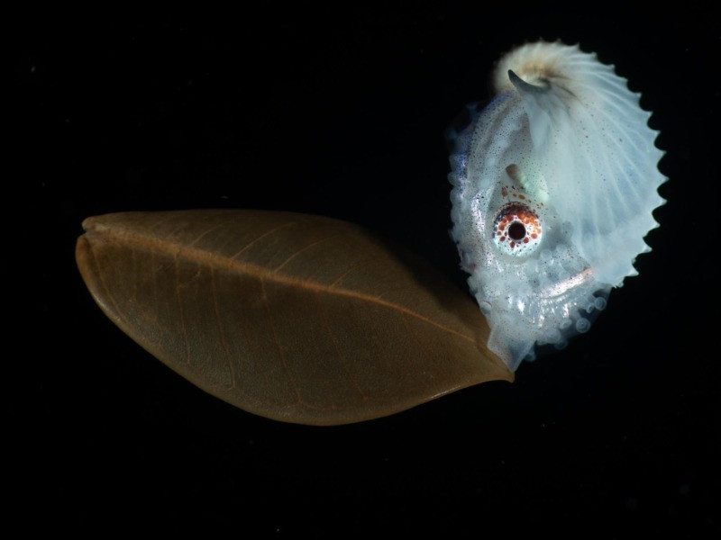 Nautilus on the Move | Nature inFocus