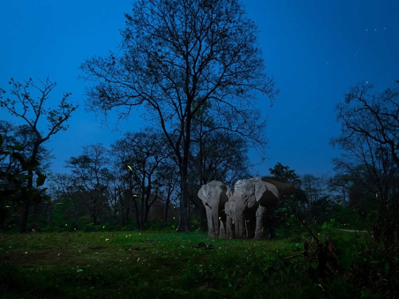 A Mirage In The Night | Nature inFocus